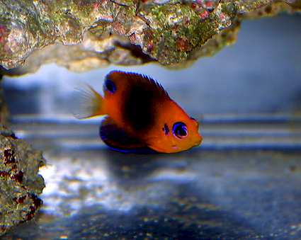 D' Ocean Aquarium: Ikan Angel (Angelfish)