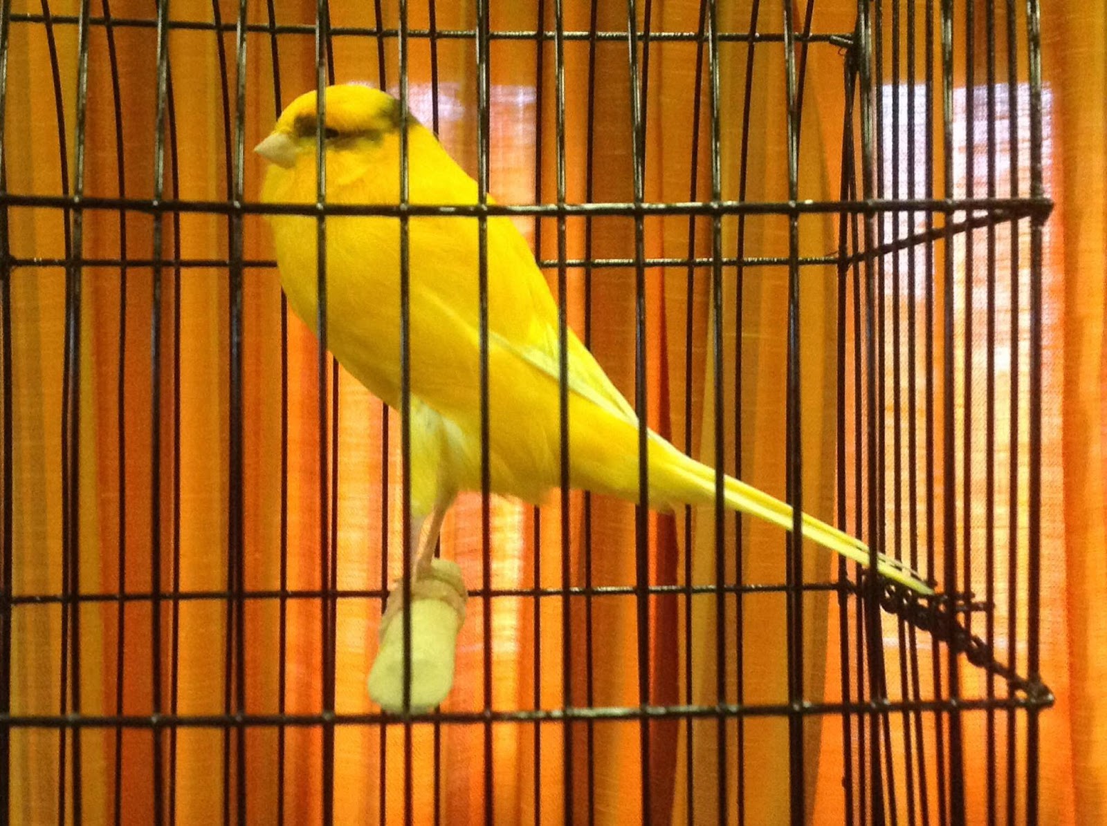 Greek Yorkshire Canaries: Best 7 Birds of SYCC , 2015