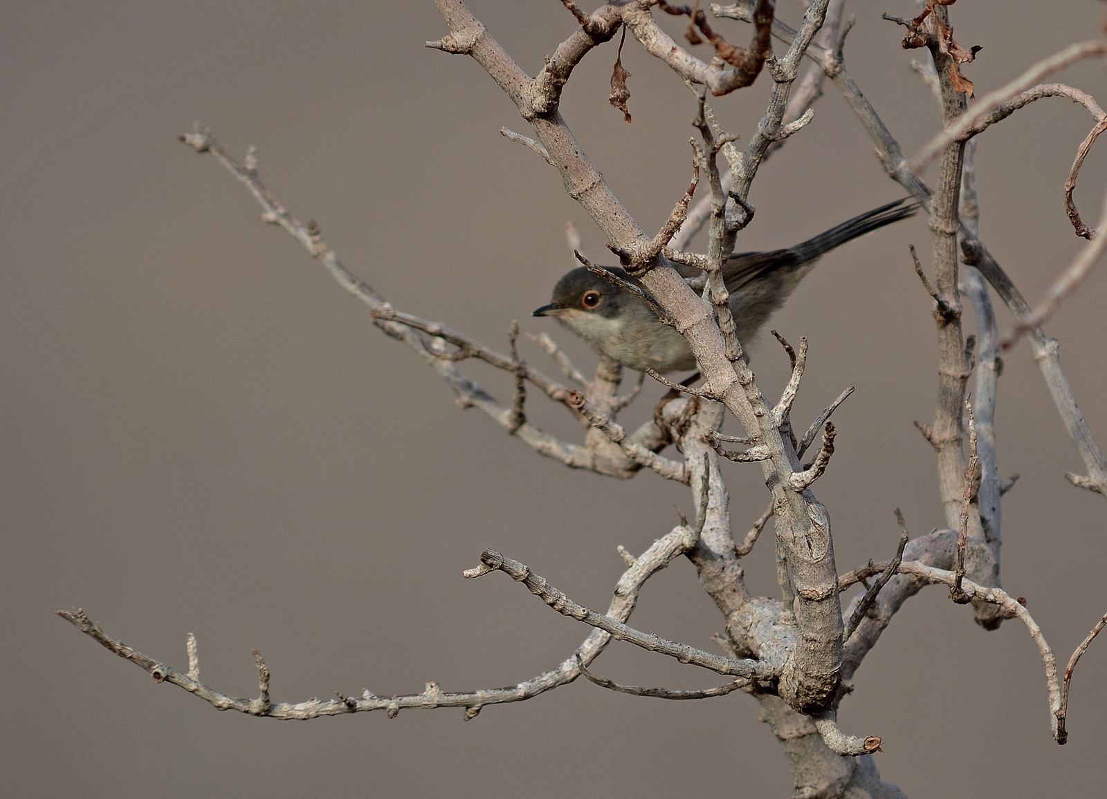 Birding Canarias: Cigarrones y aves en la meseta de Nizdafe.