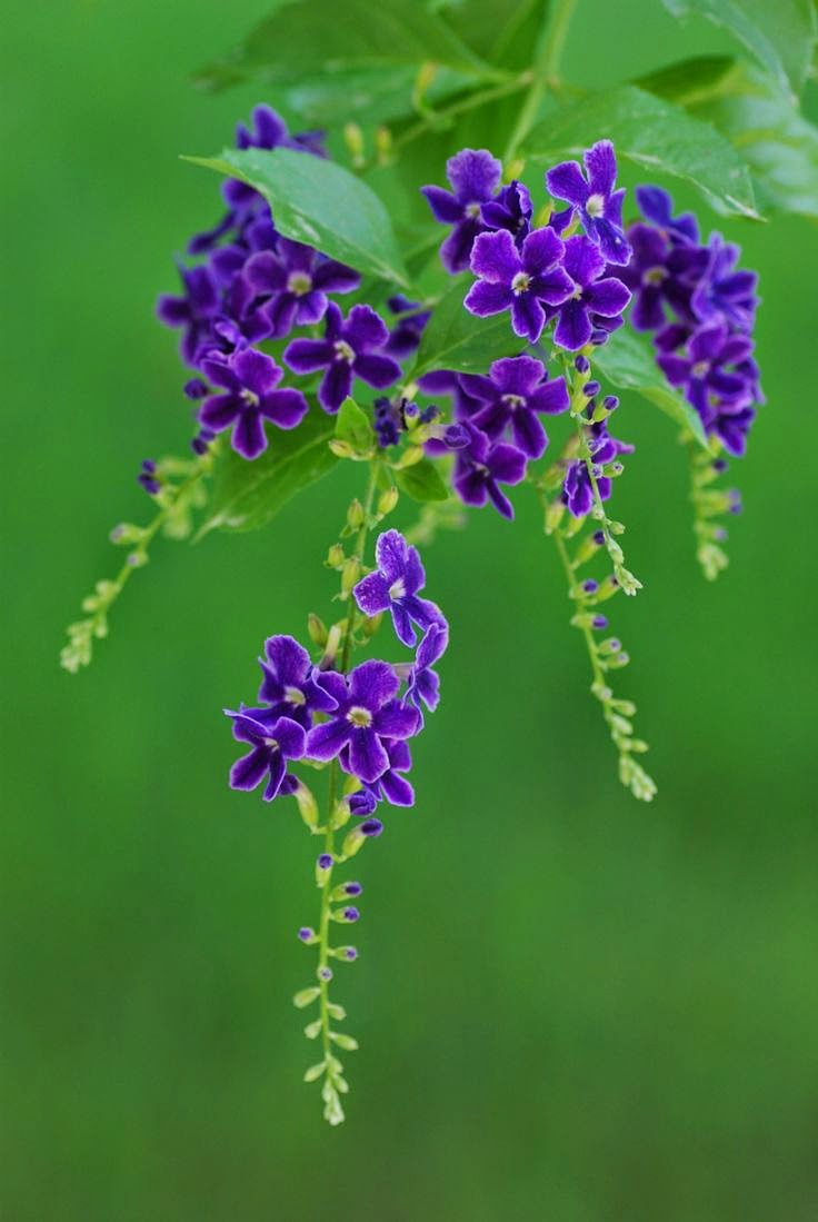 Purple Little Flowers