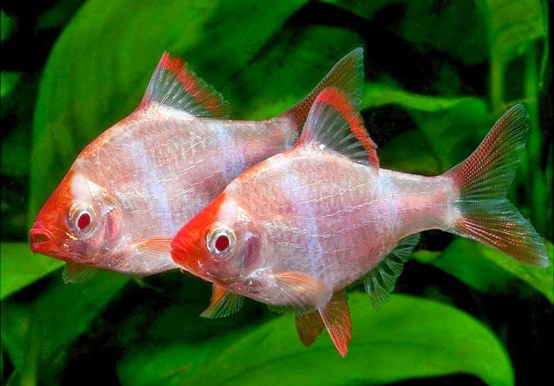 Ikan Sumatra ~ Ikan Hiasku