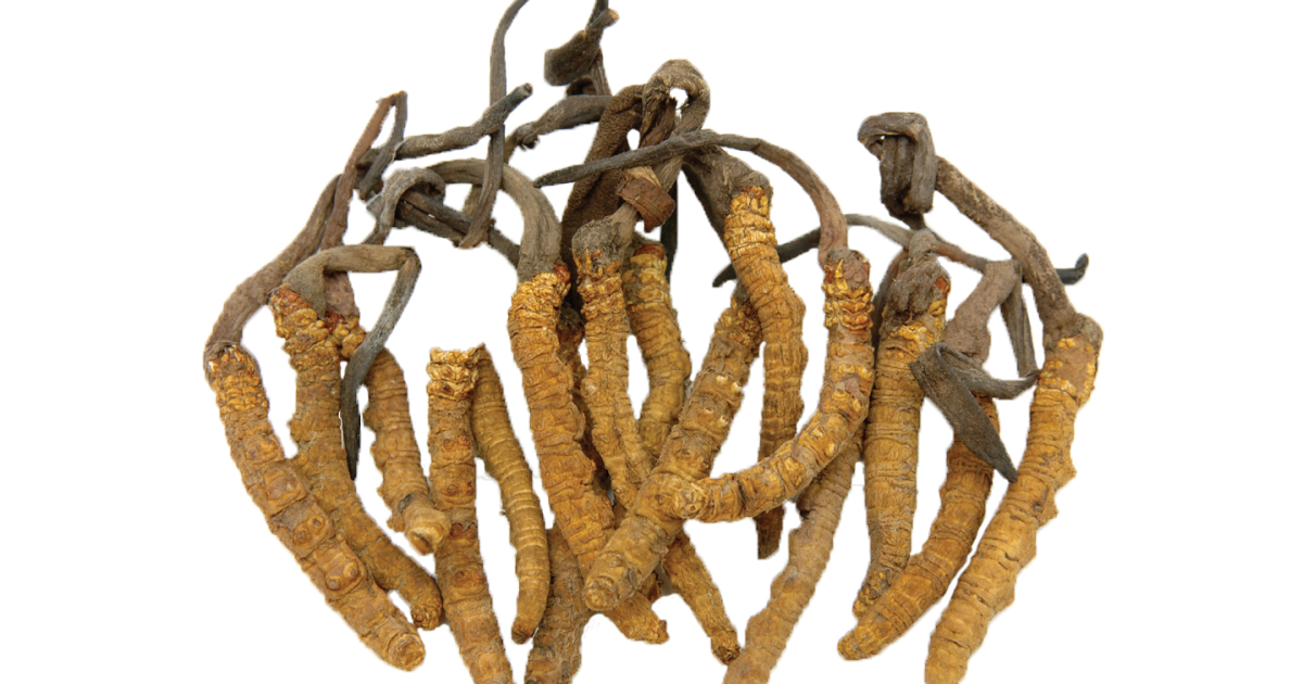Productos naturales DXN: Beneficios del hongo Cordyceps