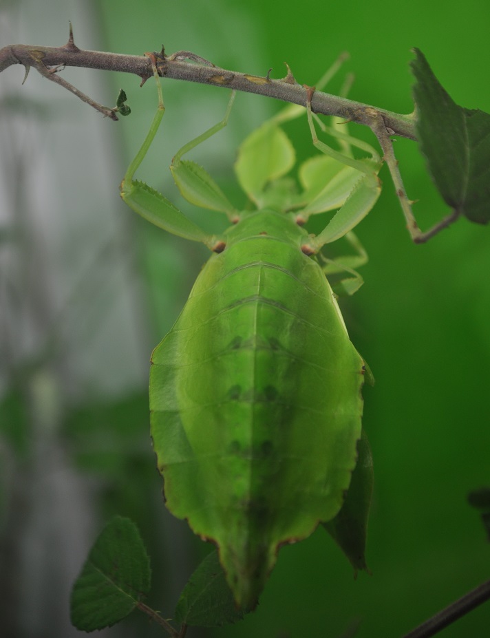 ZOOTOGRAFIANDO (6.096 ANIMALS): INSECTO HOJA COMÚN DE FILIPINAS ...