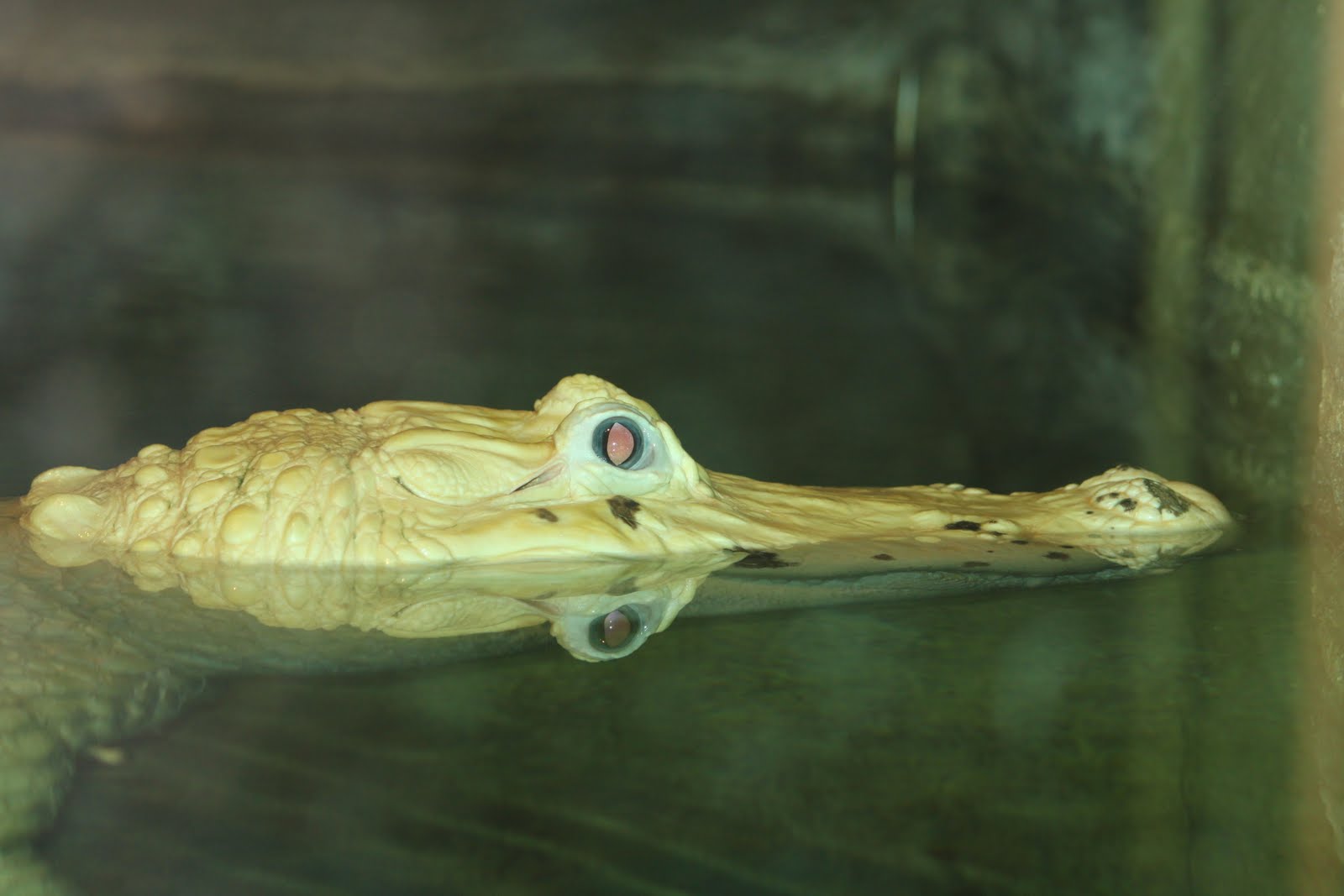 The Robertson Family: New Orleans Zoo