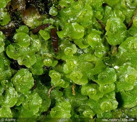 Lumut Hati - Marchantiophyta (Hepaticophyta) ~ Biopedia