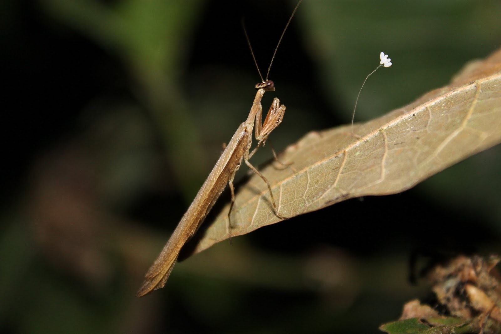 Entomologia y Aracnologia: IDENTIFICACIÓN ANATÓMICA DEL TÓRAX Y ...