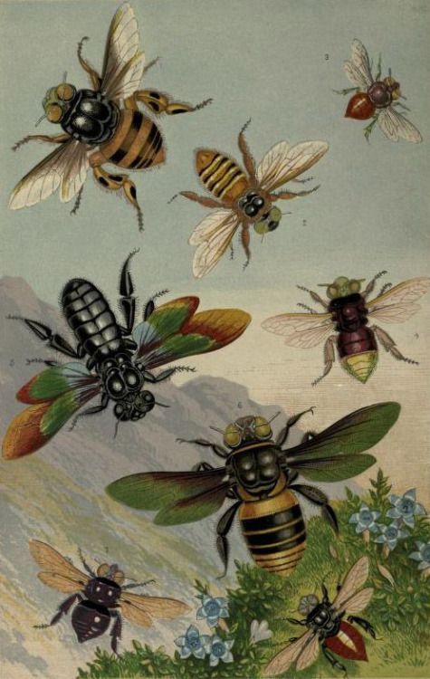 Hydrangea Hill Cottage: Moodboard Monday - Queen Bee