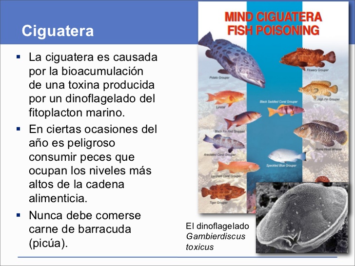 LA VEGA DE SAN MATEO: CANARIAS INCLUYE LA CIGUATERA COMO ENFERMEDAD DE ...