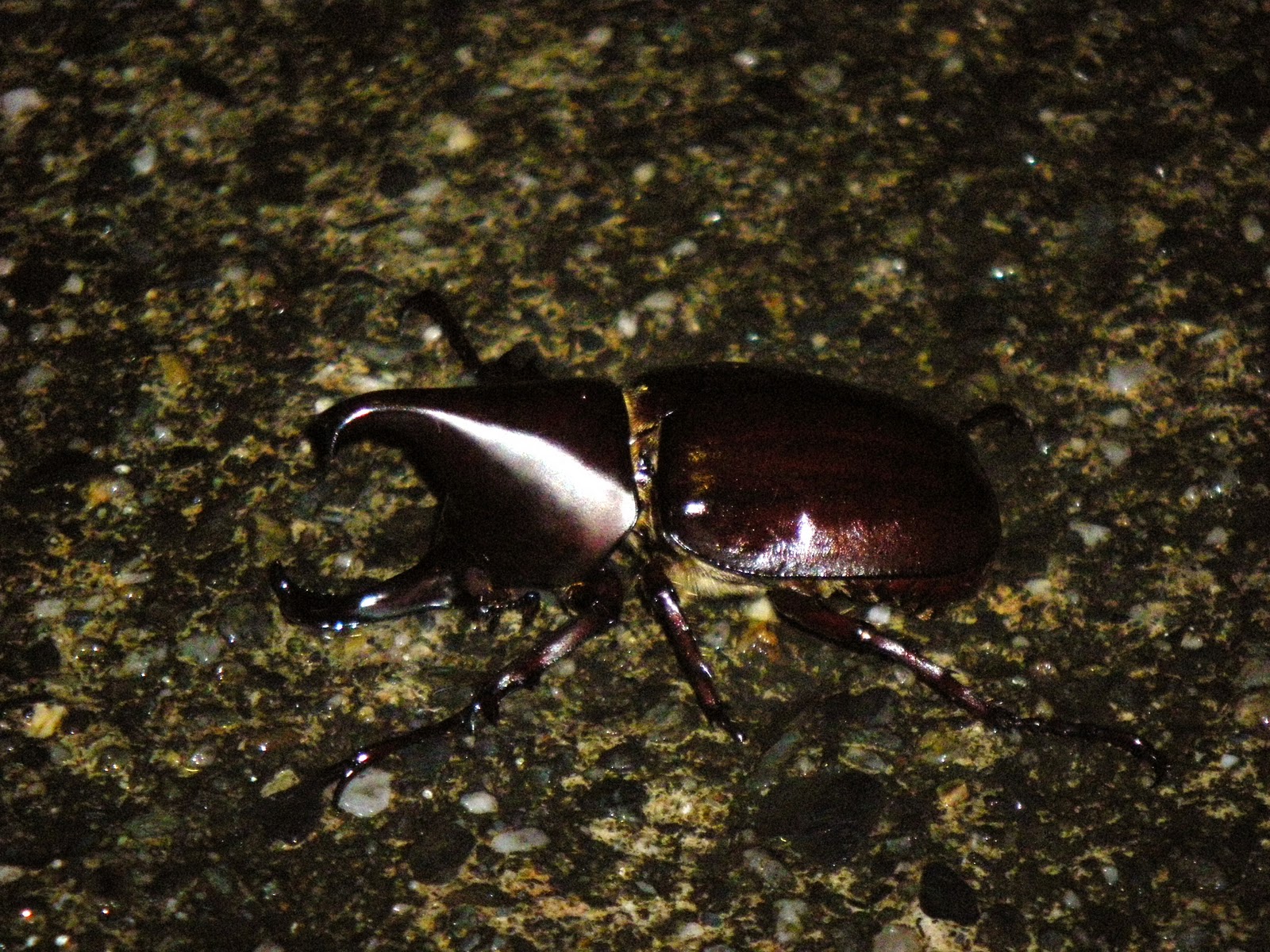 Fauna Photography Formosa: Siamese Rhinoceros Beetle (Orchid Island/Lanyu)