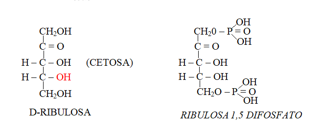 CURIOSIDADES CIENTÍFICAS : Monosacáridos