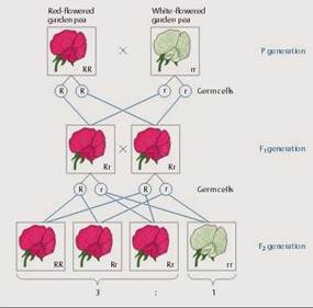 MATERI PEWARISAN SIFAT (GENETIKA) KELAS IX ~ Sains.