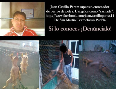 VIDEO, FOTOS, DATOS: El 'matagatos' de San Martín Texmelucan | anonypublico