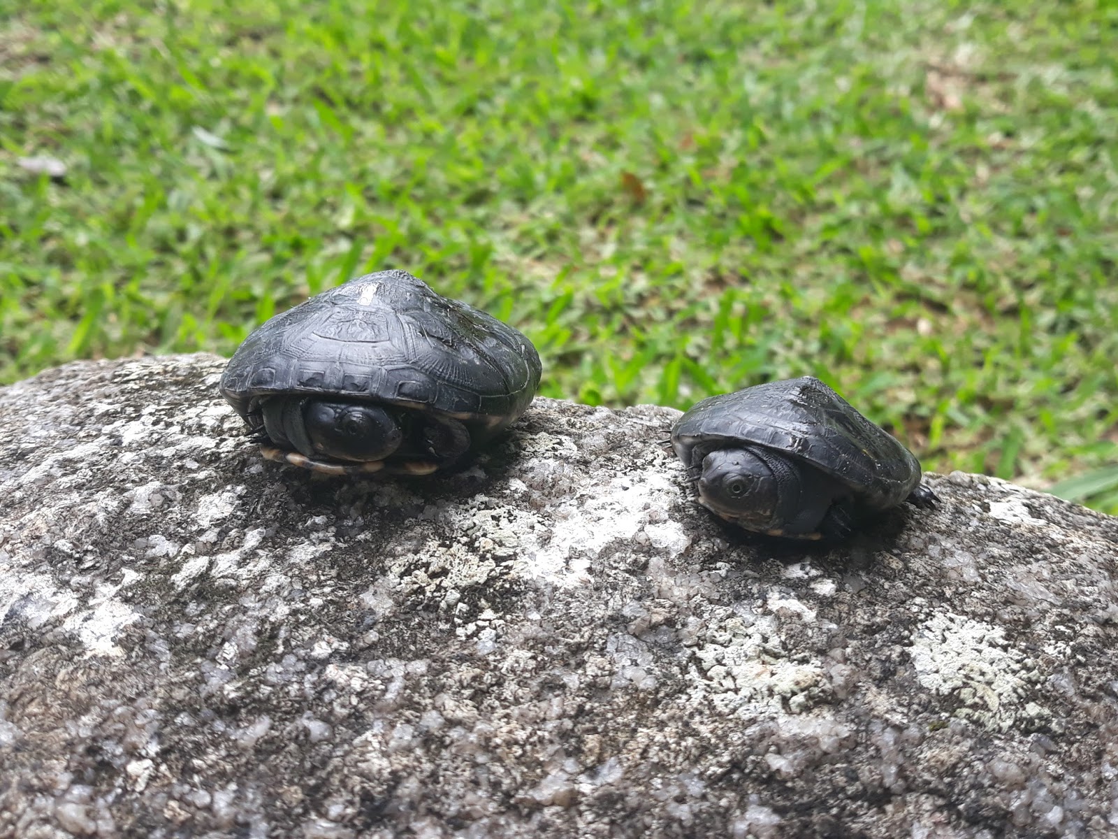 Seychelles Terrapins and Turtles: May 2018