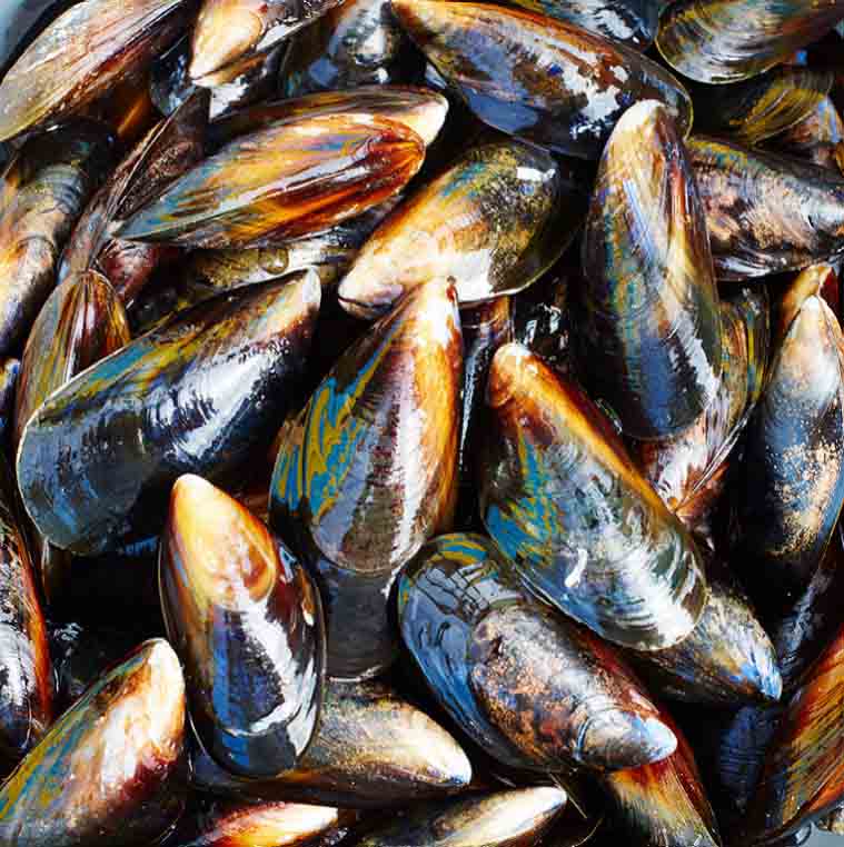 Culinary Physics: Top 11 Fish with High Omega 3 Fatty Acids List (WITH ...