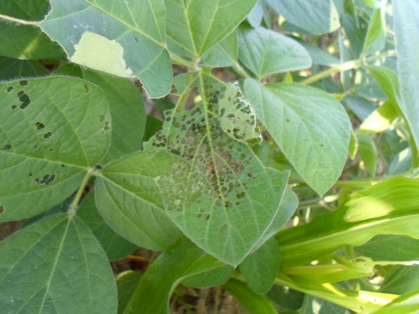 The Perennial Agriculturalist: walking beans ( well...a bean field anyway )