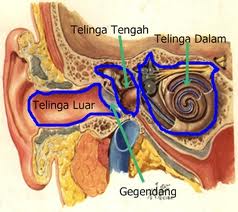 Agen Obat Herbal Multikhasiat: Obat Herbal Untuk Penyakit Radang Telinga