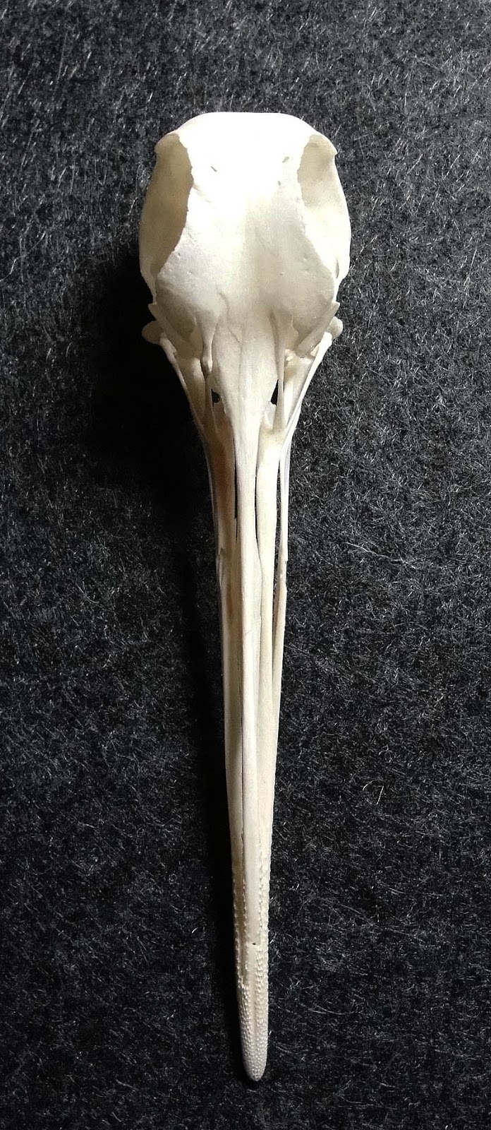 Bones 'n Nature: Bird Beaks