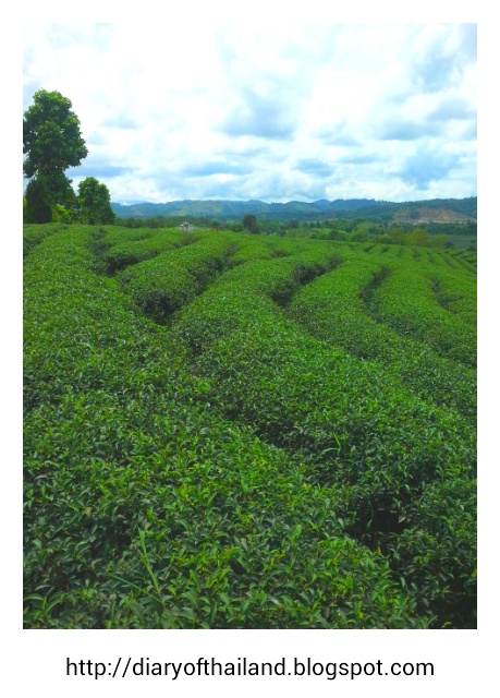 Diary of Thailand: CHIANG RAI ; TEA PLANTATION