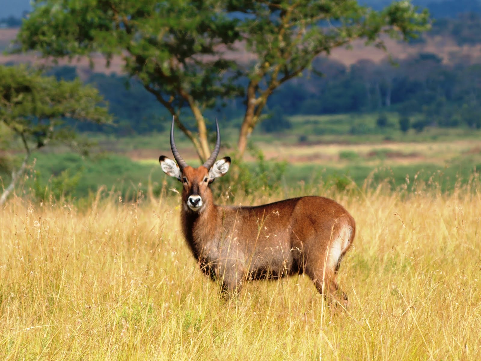 antilope - définition - C'est quoi