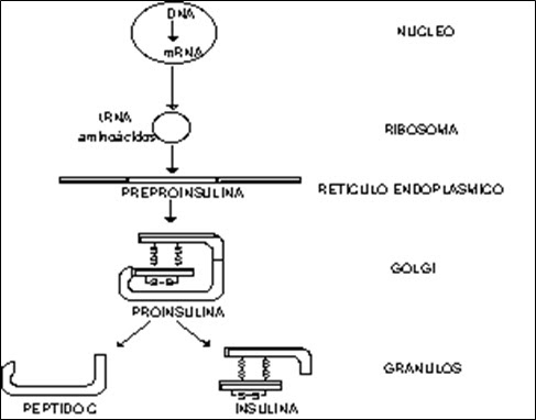 Hormona Insulina: Sintesis