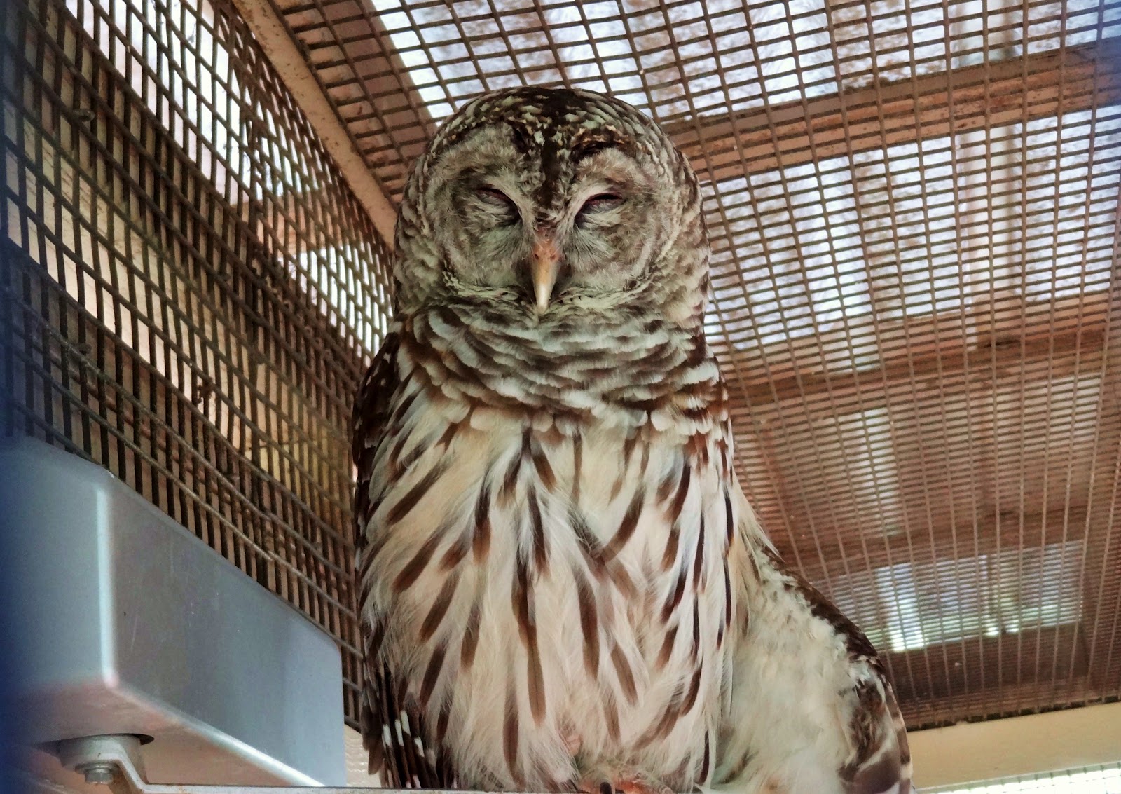 H-Town-West Photo Blog: Owls at the Aviary: Barred Owl & Great Horned Owl