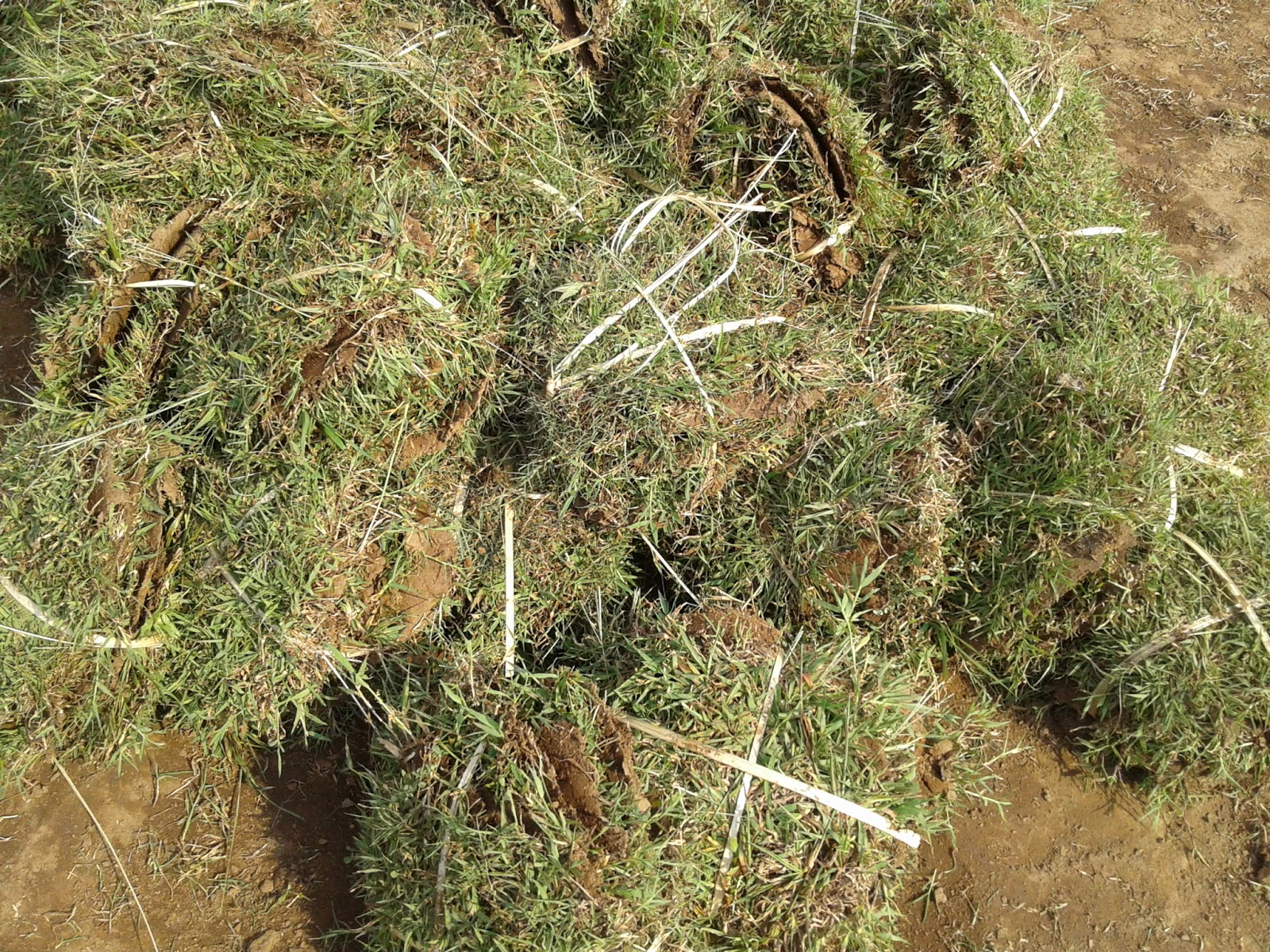 Rumput Lamuran, Rumput Embun, Rumput Gajah, Rumput Lapangan ~ Arya ...