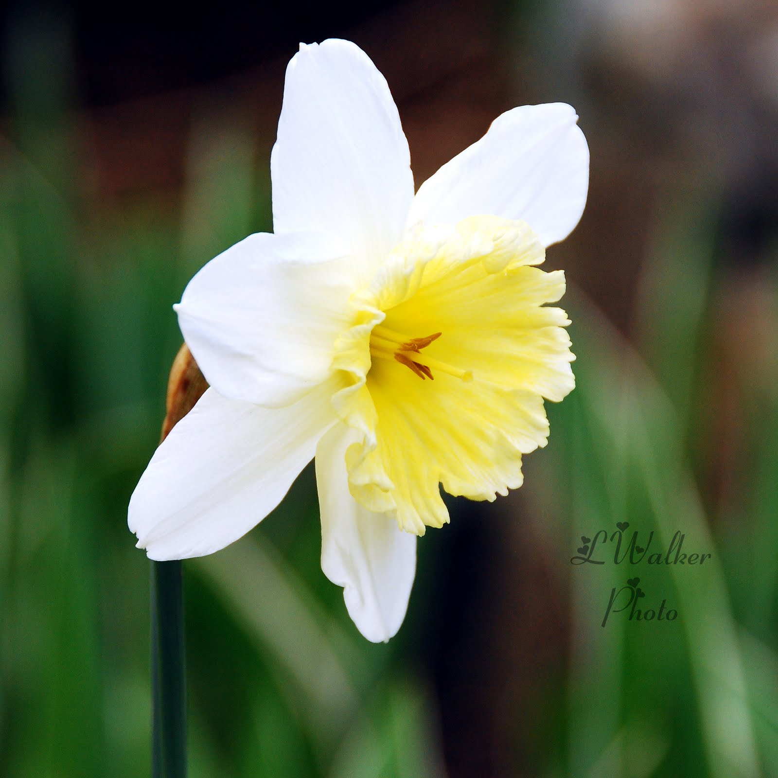 Dew Drops: Today's Flowers