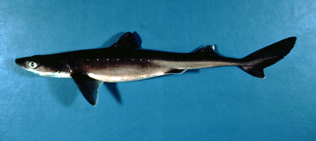 Artes de Pesca: VAMOS A PESCAR TIBURONES 2ª Parte (F)