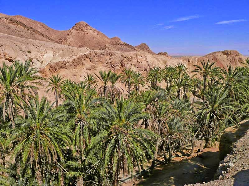L'oasis de Tamerza Tozeur - Tunisie Voyage et Loisir