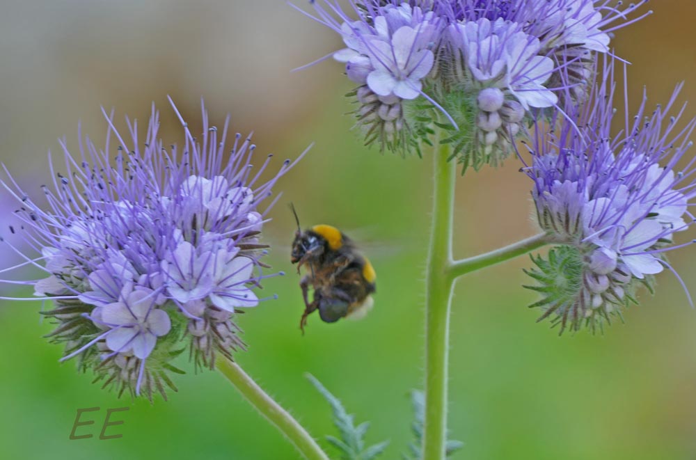 Mallorca es así también: La Primavera de los Insectos