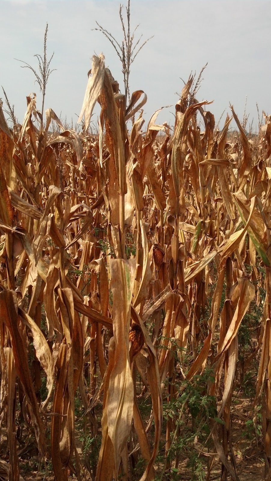 The Foodie Farmer: "Why are your crops dead?"
