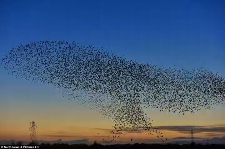 These mesmerising photos show a flock of starlings in flight
