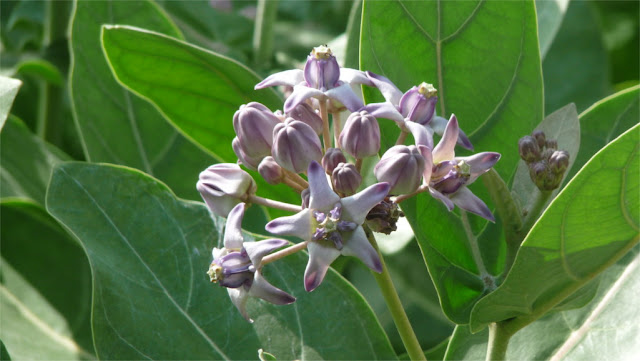 shiatoshi: Akanda Flower: Plant description and its Uses