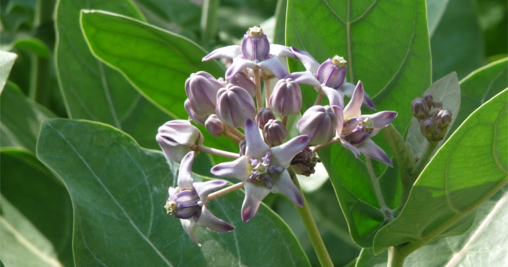 shiatoshi: Akanda Flower: Plant description and its Uses