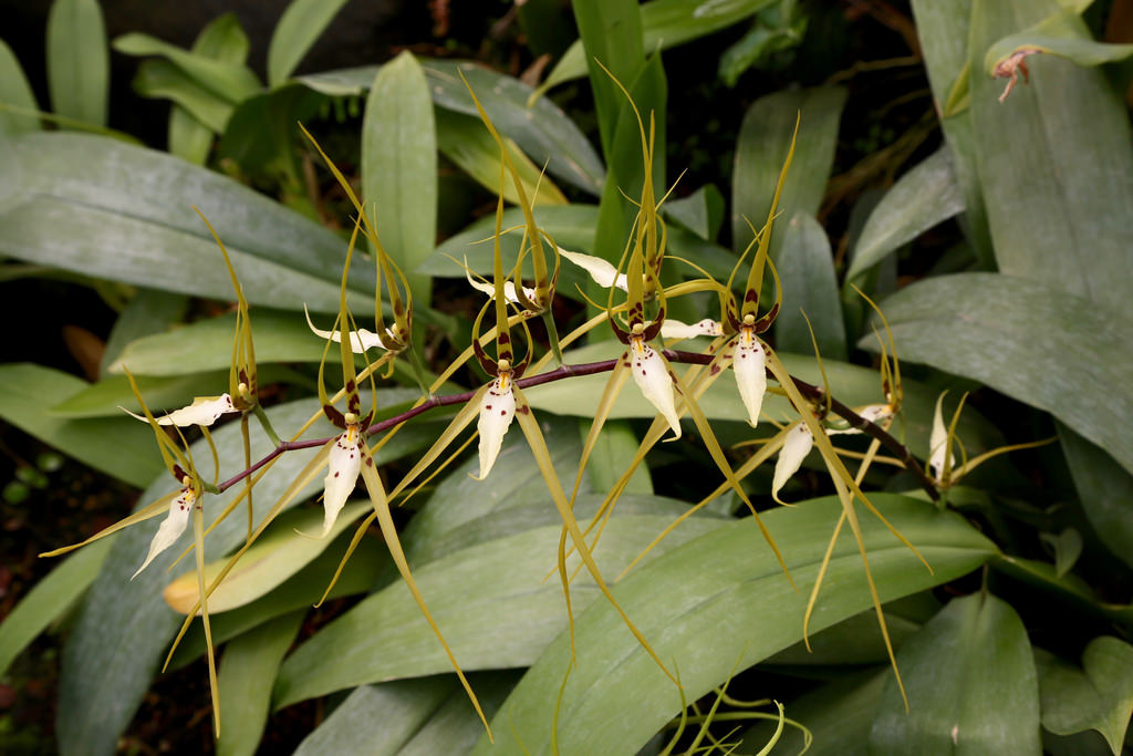 Grow and care Brassia arcuigera orchid - The Arching Brassia | Travaldo ...