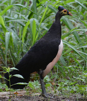 The Presurfer: The Maleo - The Bird That Can Fly The Moment It Hatches