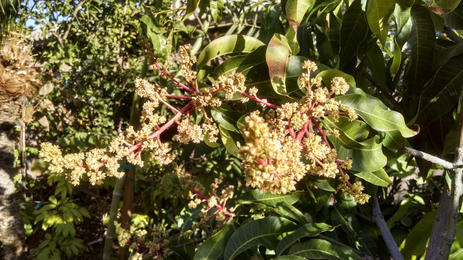 Desert Valley Orchard: Sunrise Mango