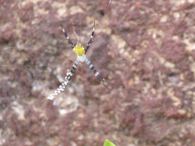 Maui Jungalow: Spider with a Yellow Star Face on its Back - Argiope Appensa