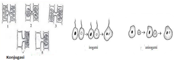 REPRODUKSI SEKSUAL ~ MATERI DAN SOAL IPA UNTUK SMA