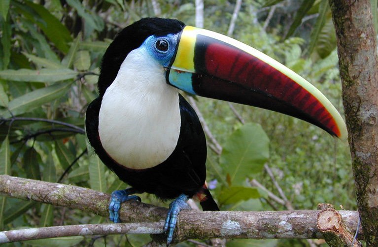 Los multicolores del Tucán de Garganta Blanca - ACONABIKH - Koepcke's ...