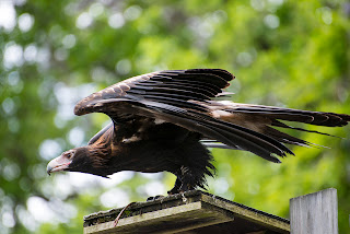 World Bird Sanctuary: Duncan The Magnificent
