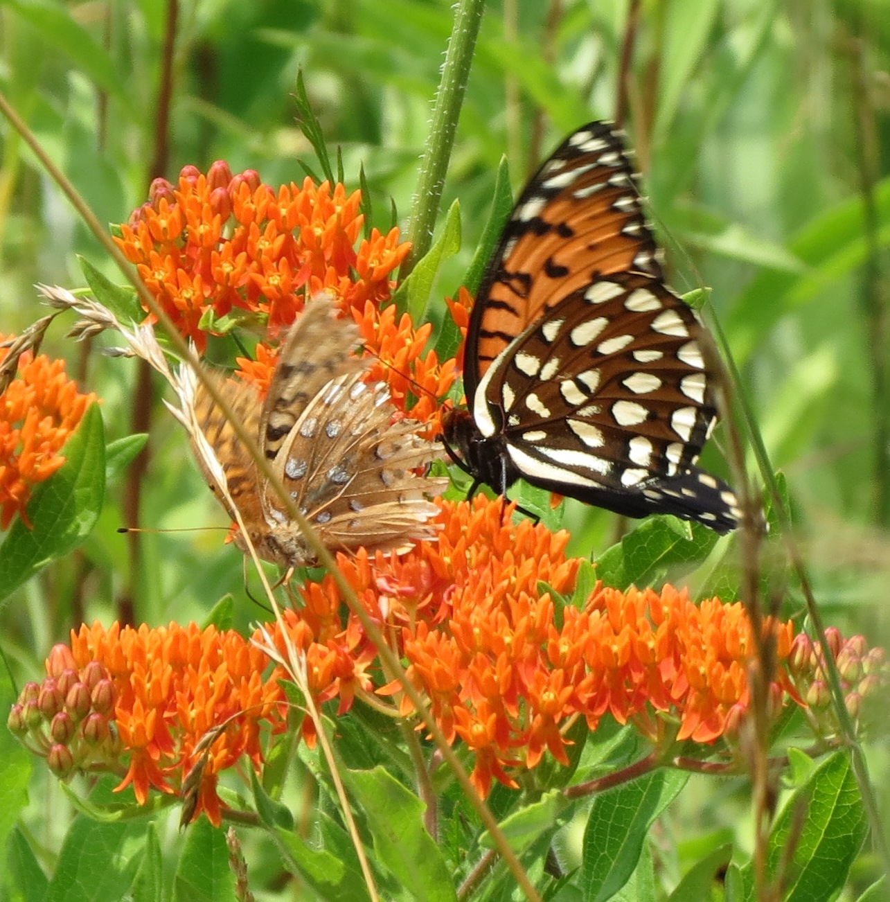 Weedpicker's Journal:: Fritillary Trifecta