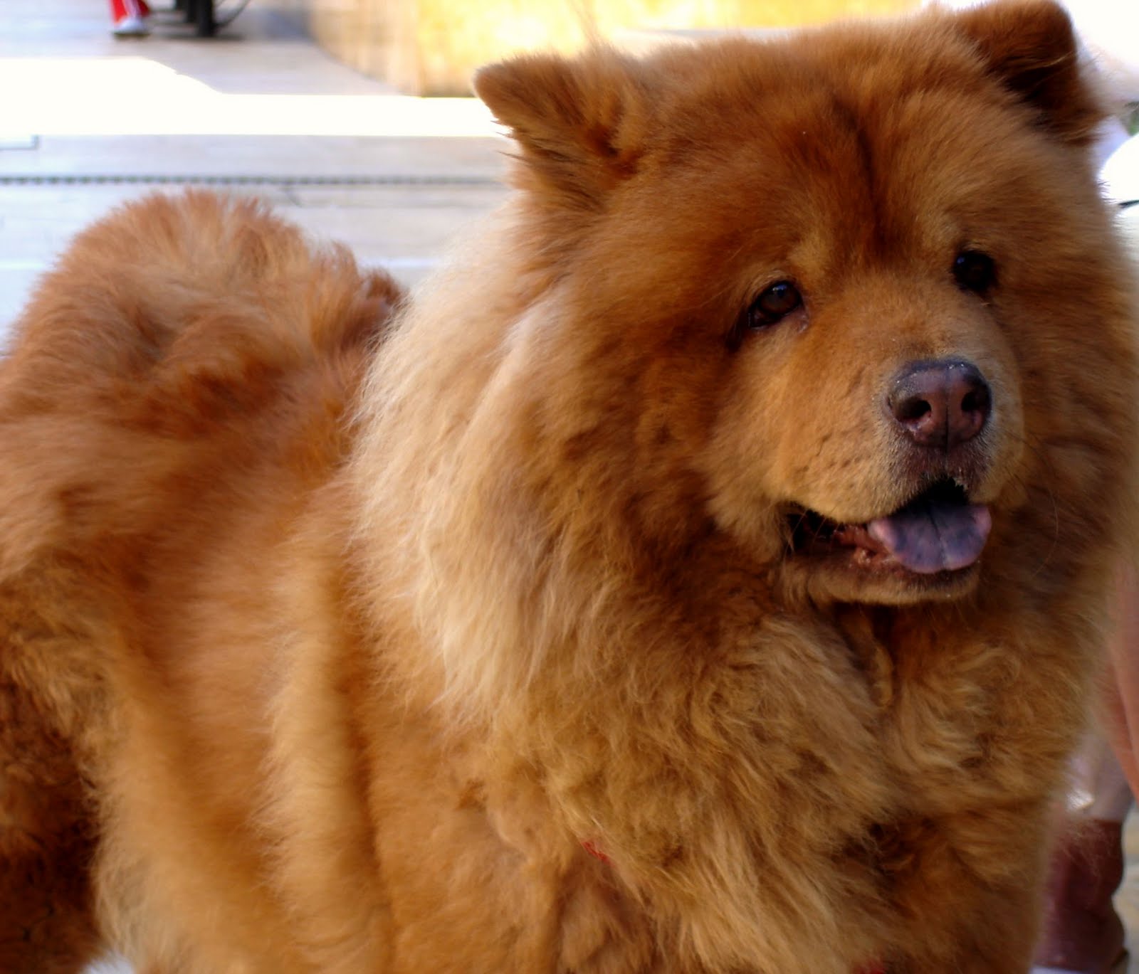 Chou Chou en imágenes - Imagui