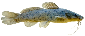 Diário de um Pescador: Peixes Nativos - Jundiá - Chorão