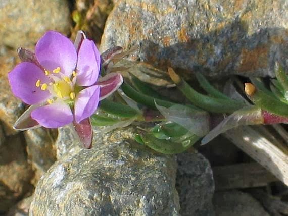 ΑΡΕΝΑΡΙΑ μελιγόνι - Arenaria Rubra | ΒΟΤΑΝΟΘΕΡΑΠΕΙΑ . ΘΕΡΑΠΕΥΤΙΚΑ ΦΥΤΑ ...