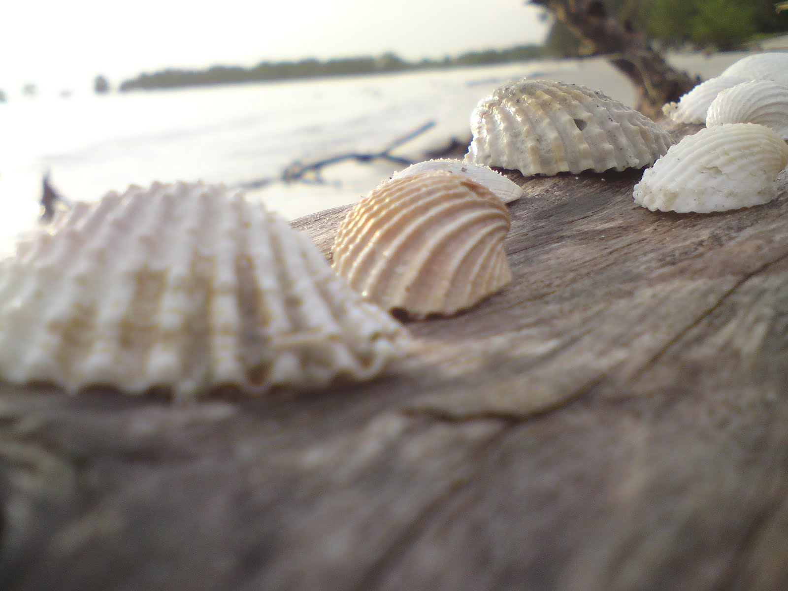 Pic Do the Talk: SeaShells From Kelanang
