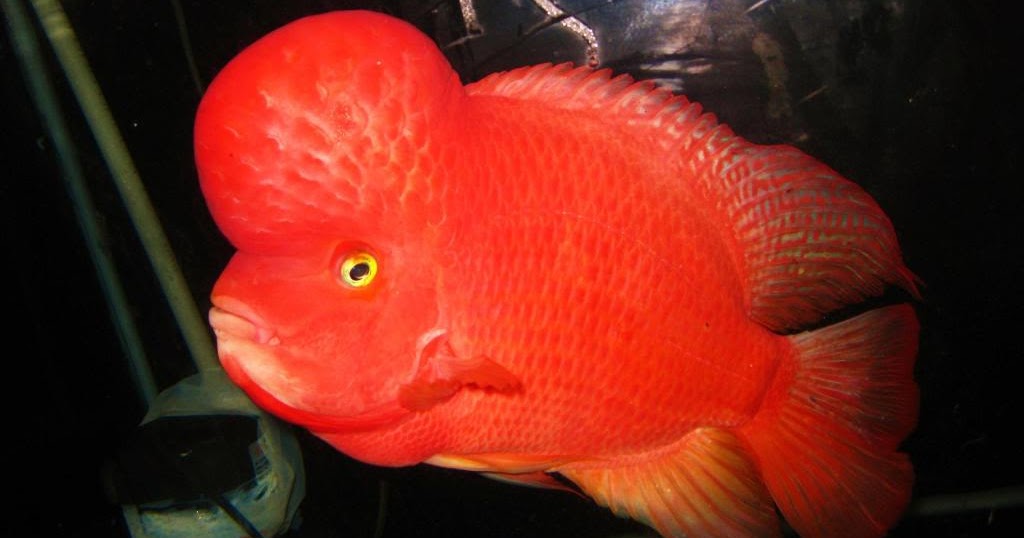 Journey Of Flowerhorn (Louhan): Louhan Super Red Synspillum