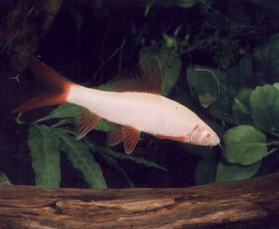 Aquarium Fish: Red Finned Shark