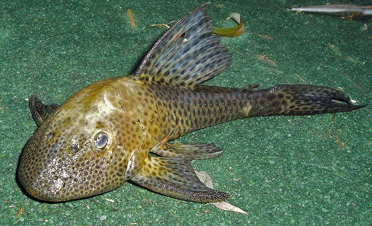 Nat Vlees: In het harnas gestorven...