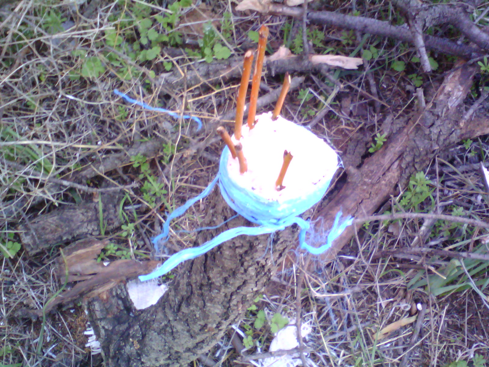 ΟΤΙ ΘΕΣ ΓΙΑ ΤΑ ΦΥΤΑ: Μπολιασμα τσορτικιου